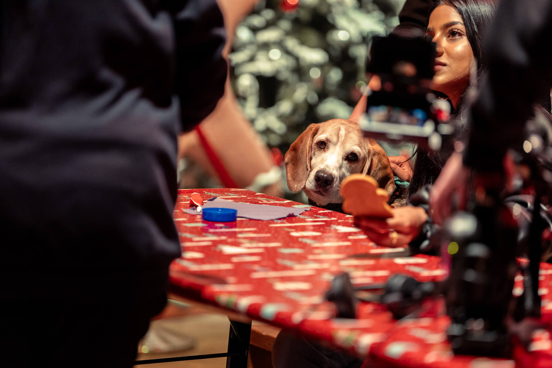 Santa Paws: Blue Peter dog puts local Christmas event on the map ...