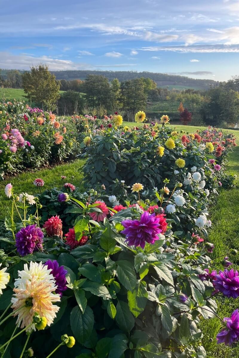 The Bloom Cafe - Visit The Malverns